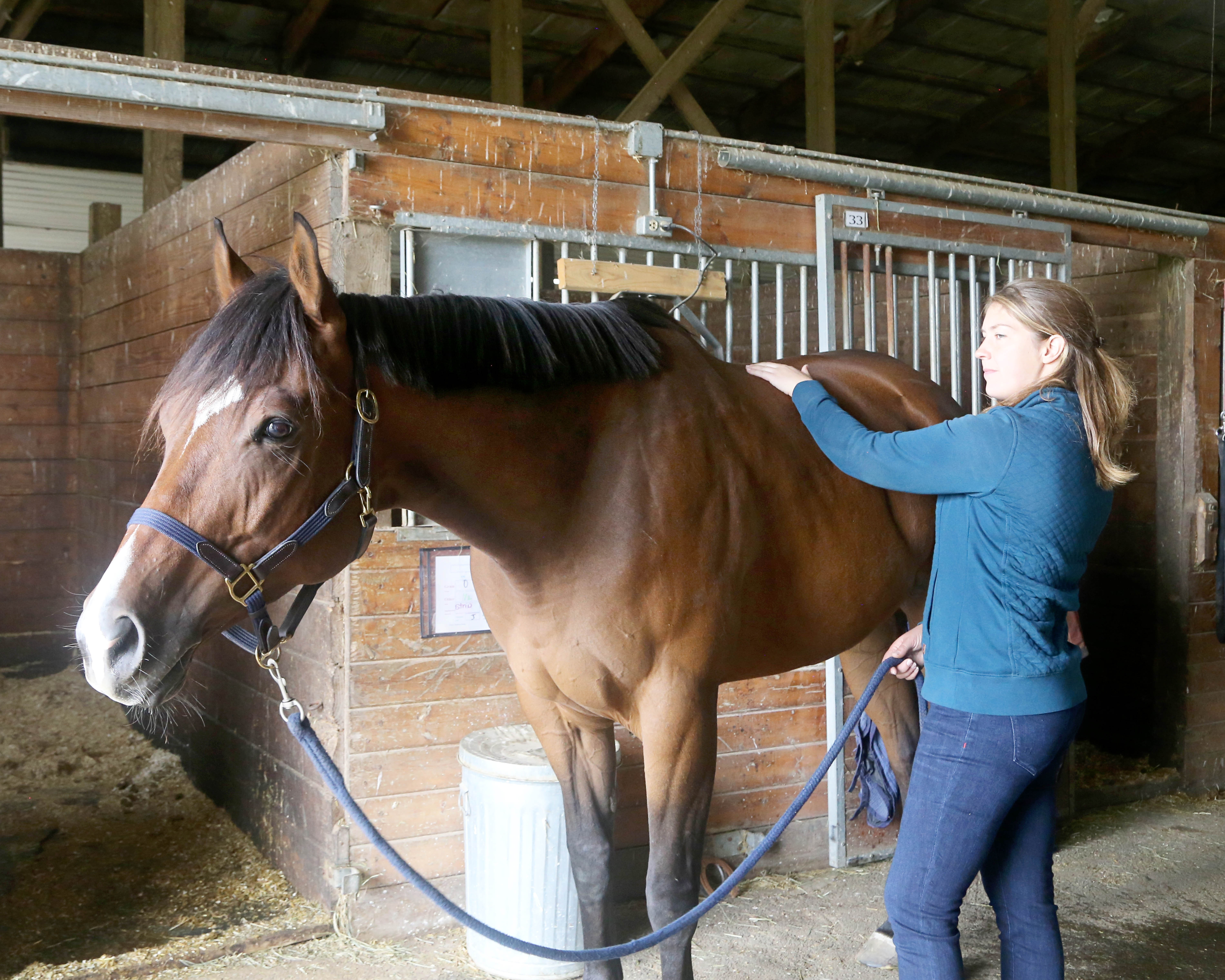 Services – Appleyard Equine Bodywork