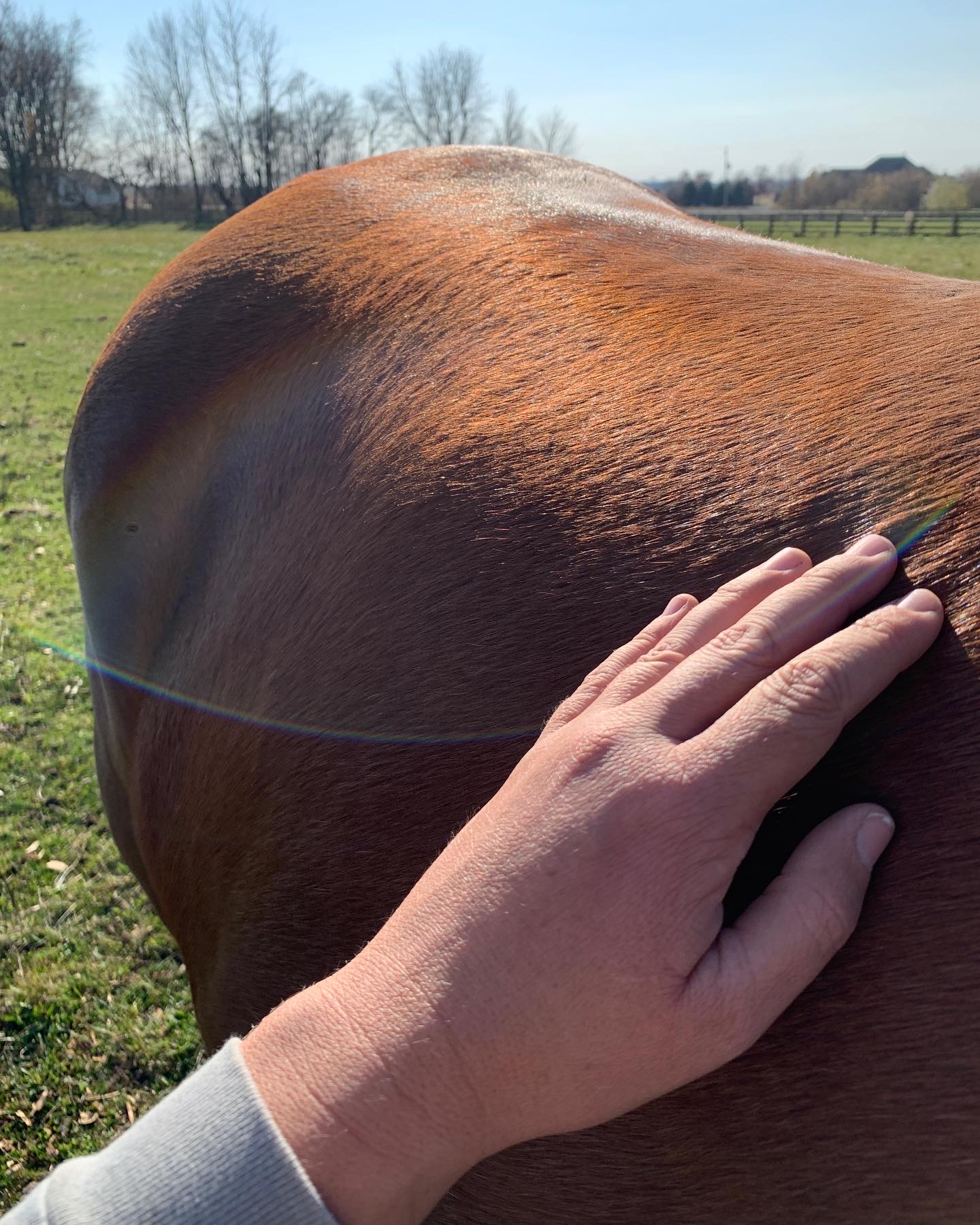 Group Workshops – Appleyard Equine Bodywork