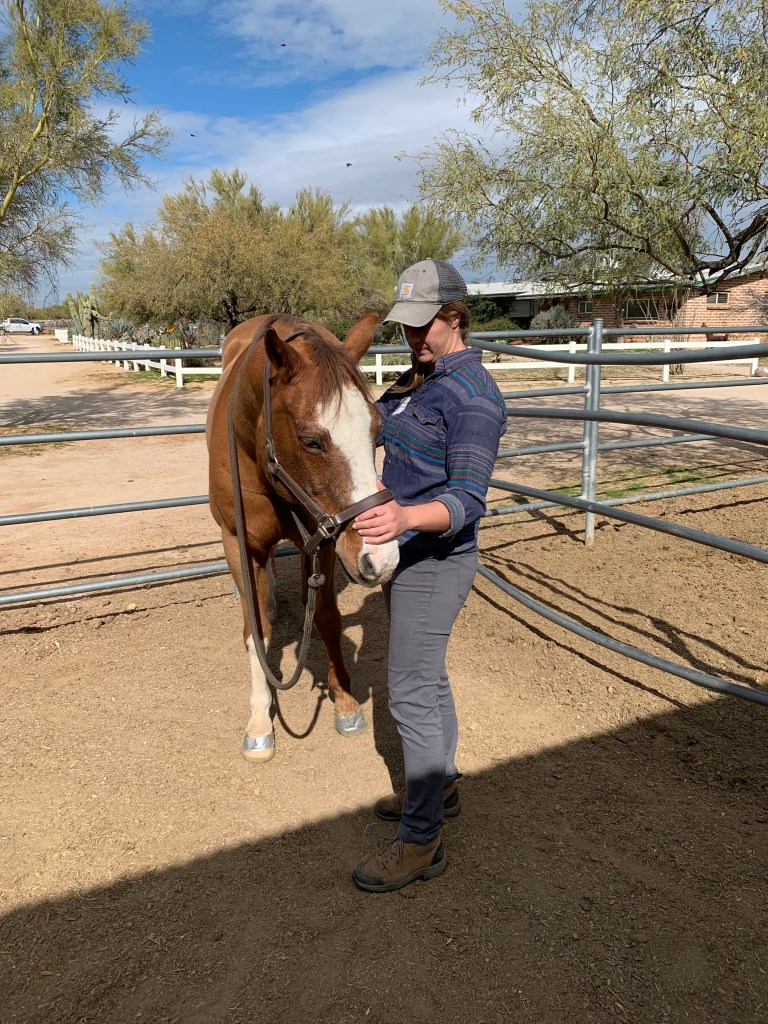 Individual Bodywork Sessions – Appleyard Equine Bodywork