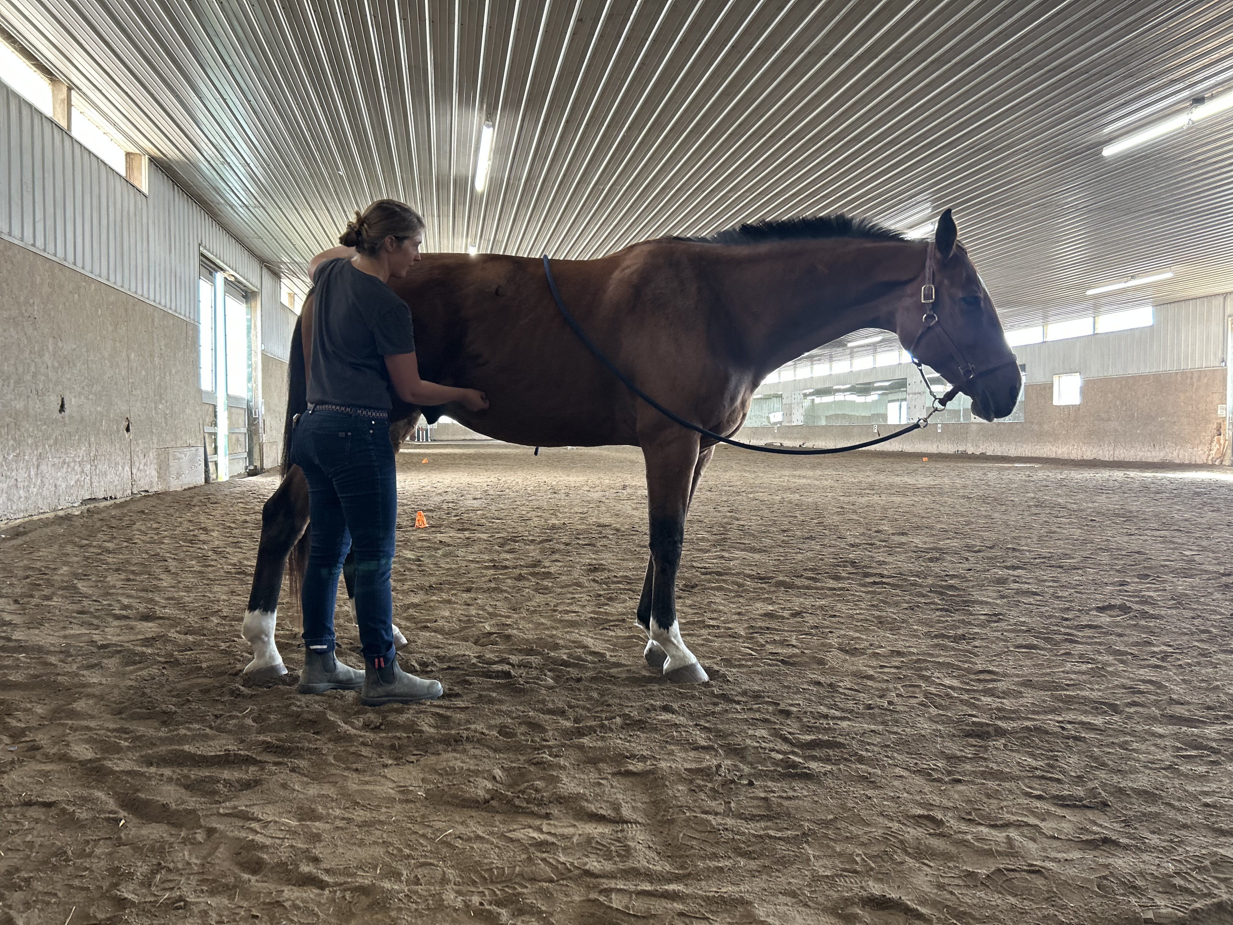 Individual Bodywork Sessions – Appleyard Equine Bodywork